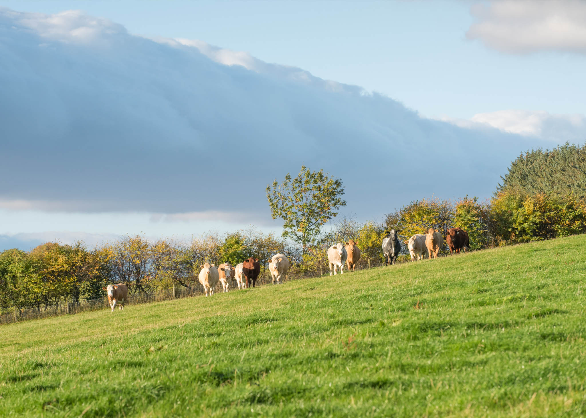 Gallery :: Knockbain Farm